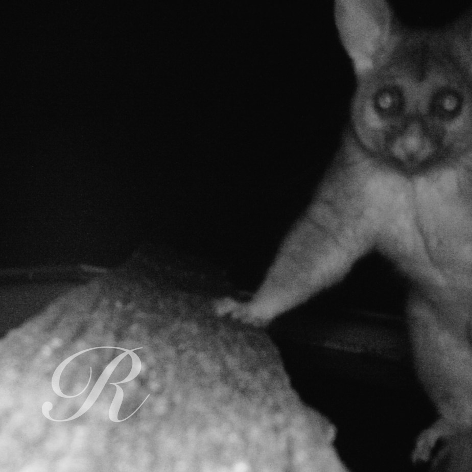 Hello Possums … – bobmcgee